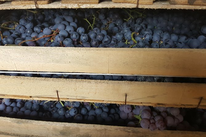Amarone Wine Tour (all-inclusive full day with lunch and expert wine guide) - What Makes This Tour Stand Out?