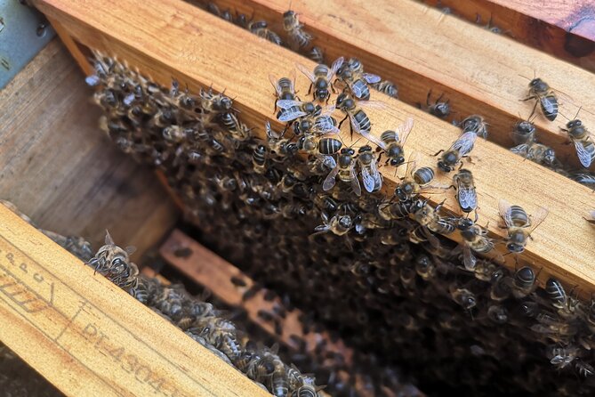 Amazing experience with Bees, honey and Pollen in Madeira Island - Who Will Love This Experience?