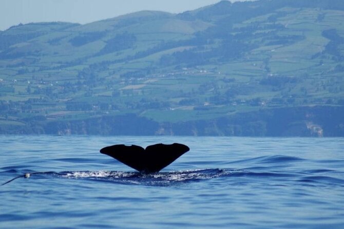 Among Whales Dolphins and Volcanoes Full Day Tour With Lunch - The Itinerary in Detail