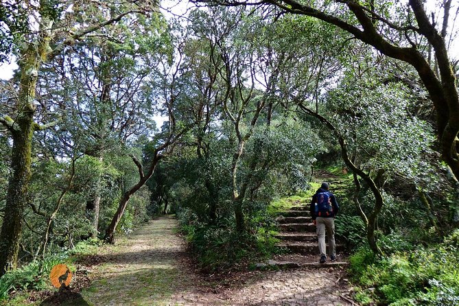 An adventure through the Forest and Palace of Bussaco - Coimbra - A Deep Dive into the Experience