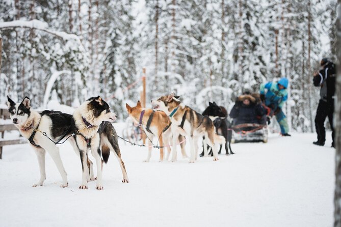 Arctic Circle Highlights Family Day - Exploring Rovaniemi’s Arctic Circle Highlights Tour in Detail