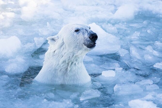 Arctic Polar Bear Adventure with Lunch in Rovaniemi! - The Itinerary Breakdown: What You Can Expect