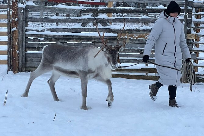 Arctic Reindeer Farm Experience with Snowshoeing in the Wild - Discover the Real Lapland: An In-Depth Review