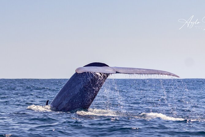 Azores Whale Watching Tour  Ponta Delgada - An Authentic Scenery and Wildlife Experience