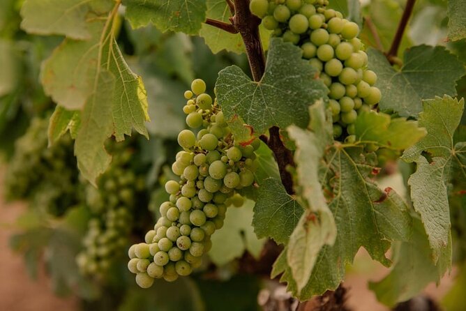 Barcelona: Priorat 3 Wine Tastings + 3-Course Gourmet Lunch - An In-Depth Look at the Priorat Tour
