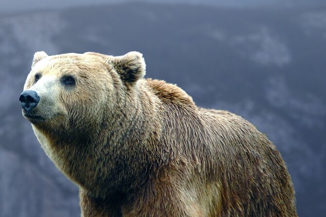 Bears Sanctuary, Dracula's Castle, Brasov Day Trip Private Tour from Bucharest - The Itinerary Breakdown: What You’ll Experience