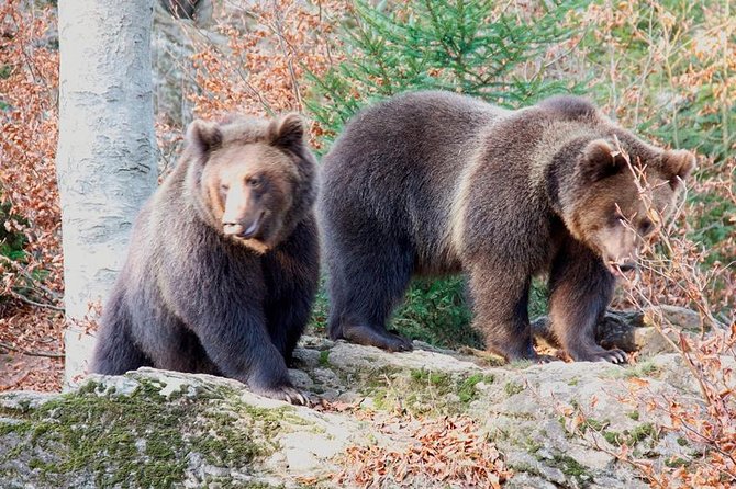 Bearwatching Hiking Day Tour in High Tatras from Poprad - Key Points