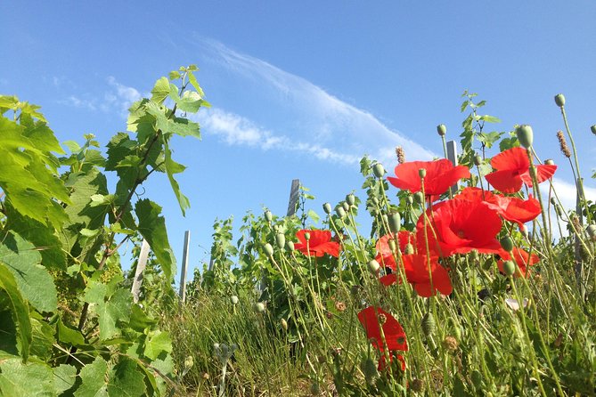 Beaujolais Crus Wines & Castles (9:00 am - 1:30 pm) - Small Group Tour from Lyon - An In-Depth Look at the Tour Itinerary