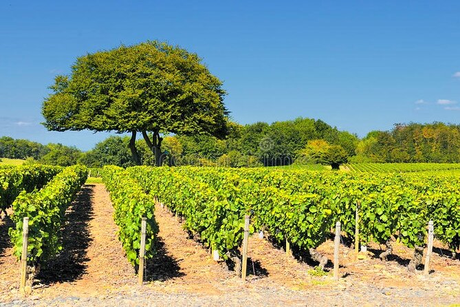 Beaujolais wine tour from Lyon half day - What to Expect from the Itinerary