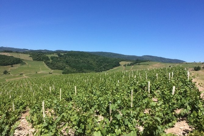 Beaujolais Wines & Castles - Private Tour - Half Day - Discovering Beaujolais: The Itinerary in Detail