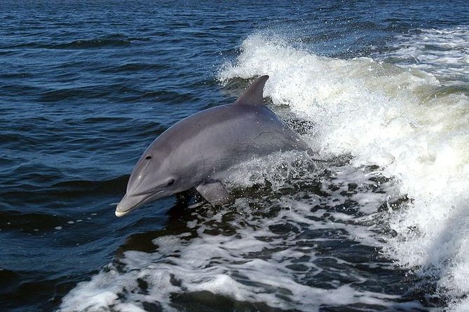 Become a dolphin protector! Lisbon Eco-dolphin watching - A Closer Look at the Lisbon Eco-Dolphin Watching Tour