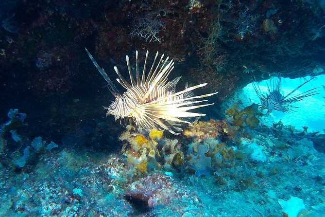 Beginners Discover Scuba Diving By Boat, Best Spot In Cyprus - The Scenic Blue Lagoon and Marine Life