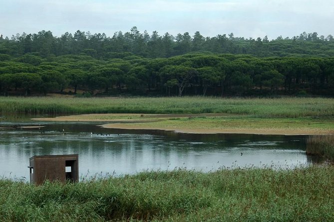 Bird Watching in Albufeira Lagoon - Key Points