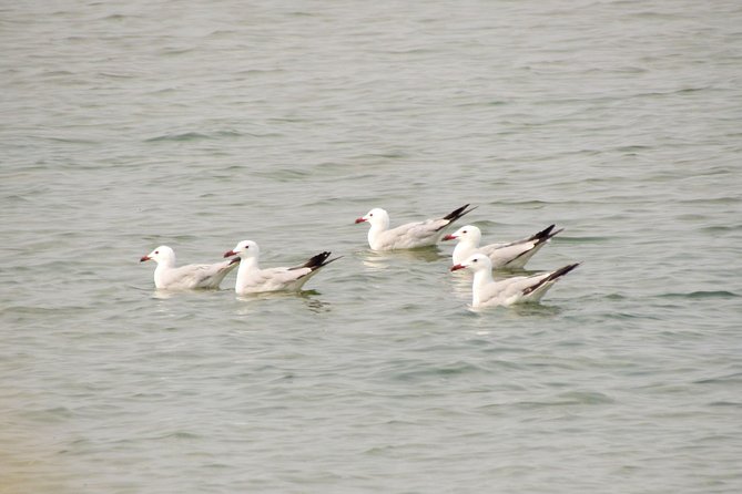 Birdwatching at Ria de Alvor - Introduction: A Birding Adventure in the Algarve