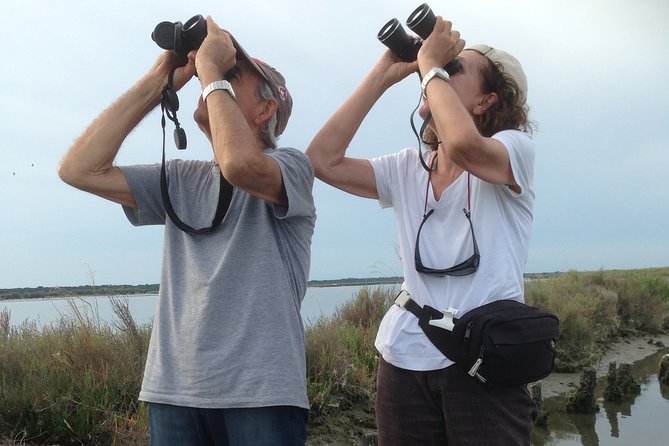 Birdwatching by boat in a small group in the Pialassa Baiona - The Itinerary: What to Expect on Your Lagoon Adventure