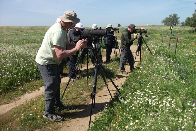 Birdwatching day around Castro Verde - Detailed Breakdown of the Itinerary