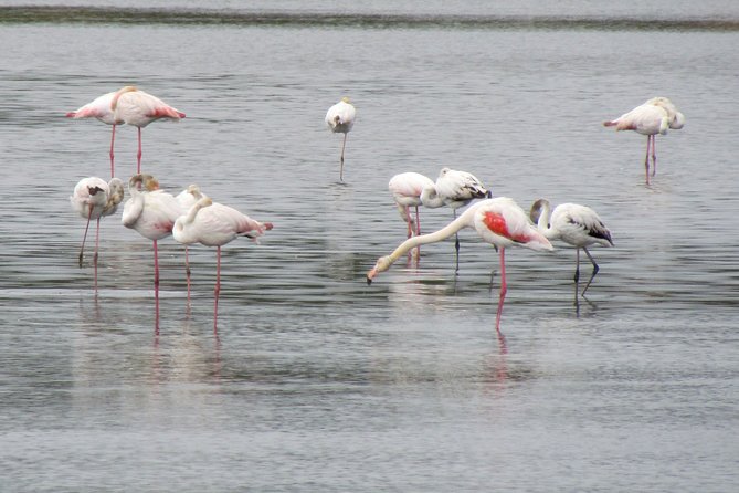Birdwatching day in the Ria Formosa Natural Park - An In-Depth Look at the Birdwatching Experience