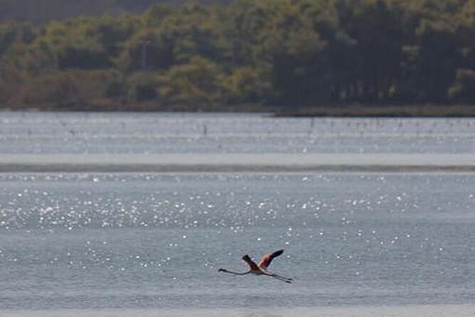Birdwatching Experience in Narte Lagoon & Akerni Dunes - Discovering Vlore’s Natural Wealth: A Closer Look