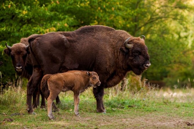 Bison Sanctuary, Vlad the Impaler Princely Court & Dracula Grave - The Experience in Detail