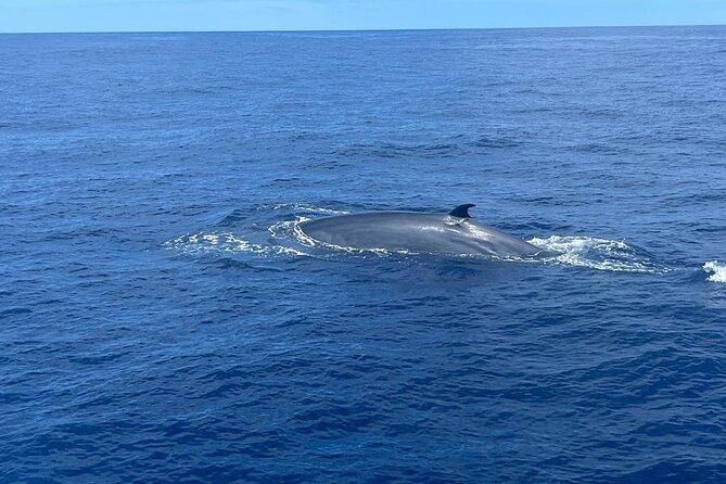 Boat trip along the Northwest Coast of La Palma - Practical Considerations and Value