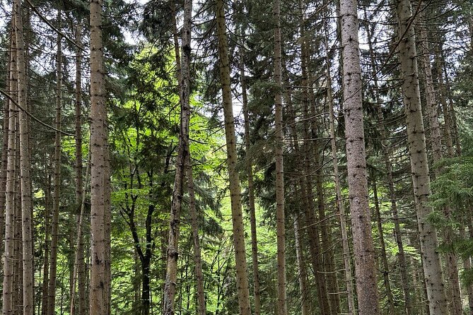 Borjomi Nature Wonderland Guided Tour from Tbilisi - A Comprehensive Look at the Borjomi Nature Wonderland Tour