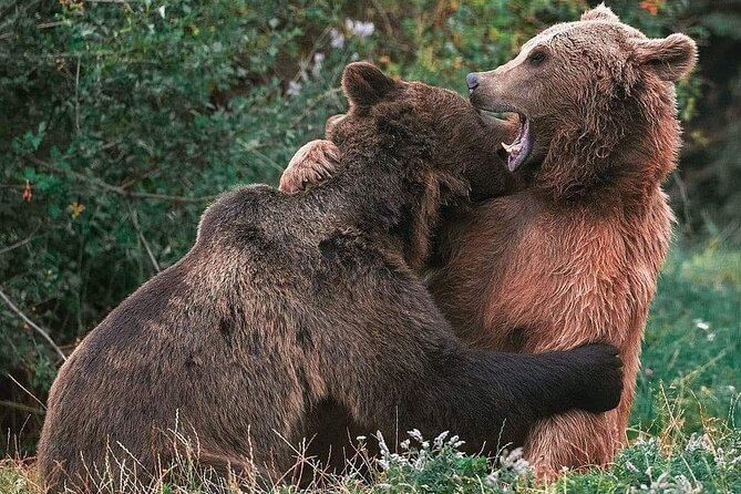 Brasov: Bear Sanctuary, Bran Castle & Rasnov Fortress GUIDED Tour - An In-Depth Look at the Experience