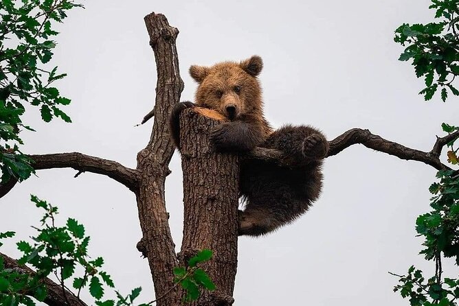 Brown Bear Sanctuary Tour from Brasov Entrance Ticket Guaranteed - What Makes This Tour Worth Your While?