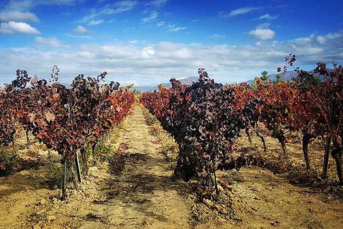 Cagliari Private Shore Excursion: Wine and Cheese Tasting - An In-Depth Look at the Sardinian Wine and Cheese Tour
