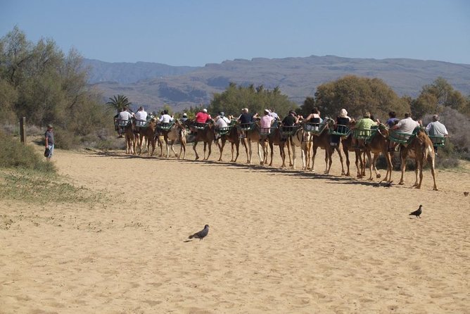 Camel Riding in Maspalomas Dunes - Breaking Down the Experience