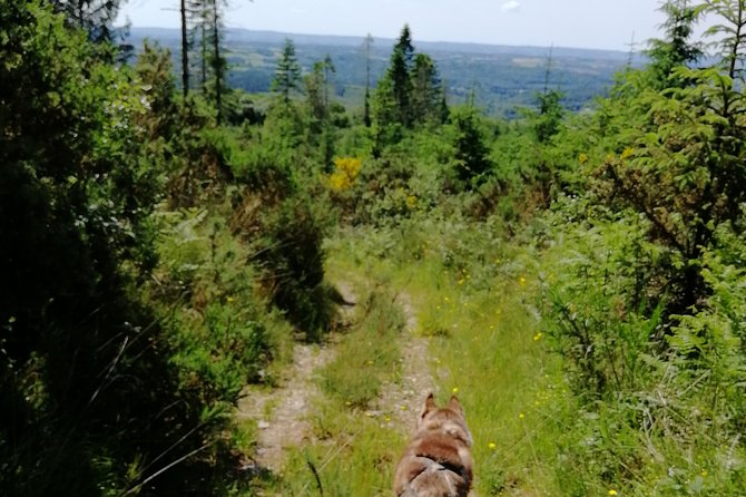 Cani Rando, fun and original hiking, pulled by huskies - Who Is This Tour Best For?