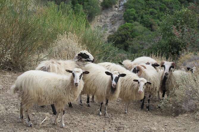 Chania Nature & Villages, White Mountains & Unique Cretan Lunch - A Deep Dive into the Experience