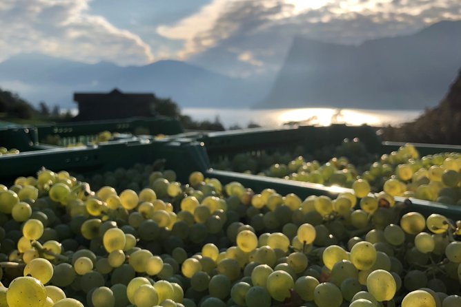 Cheese, Chocolate and Wine in the Bern Region from Luzern - A Full Day Exploring Swiss Flavors and Scenery