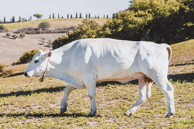 Chianina cattle Tour - What Makes This Tour Stand Out