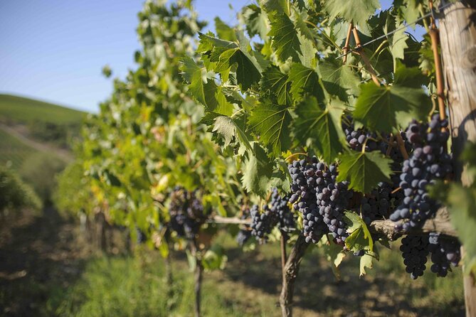 Chianti Classico wine Tour and Tasting - An In-Depth Look at the Chianti Classico Wine Tour