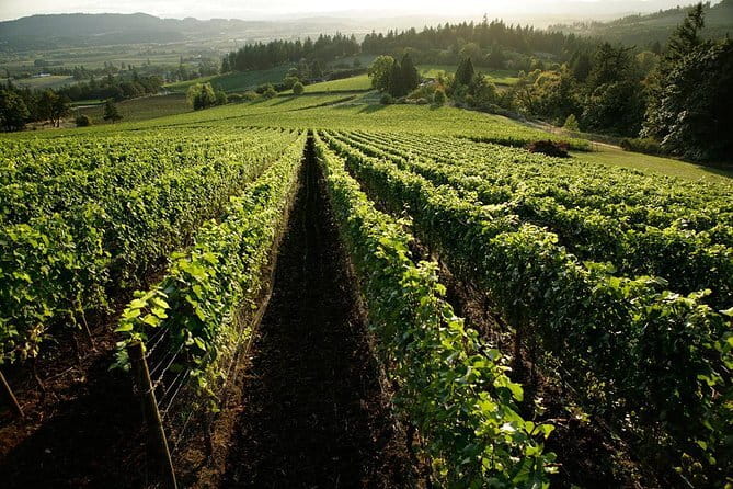 Chianti Vineyards Tours in Private Luxury Van from Florence - The Itinerary: What to Expect