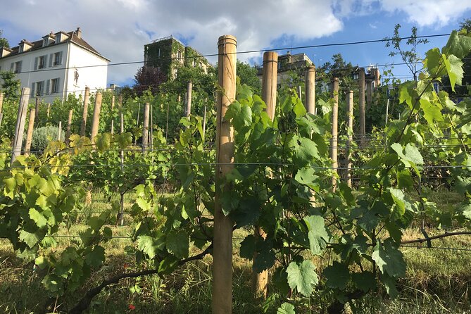 Clos Montmartre 'Paris in your Glass' Wine Tasting - Key Points