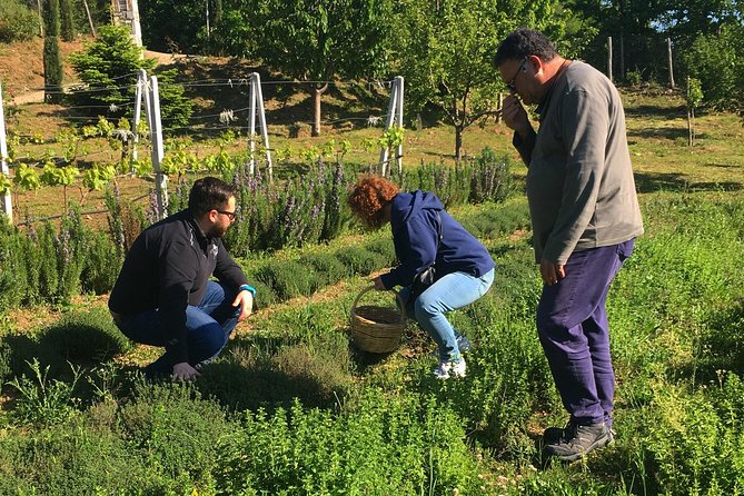 Cook like a local Greek Cooking lesson in Mt Pelion Greece - Key Points
