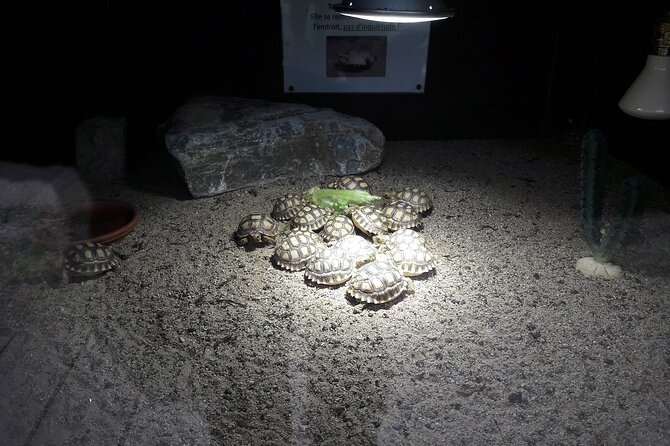 Corsica A Cupulatta Turtle Park Skip the Line Admission Ticket - Key Points