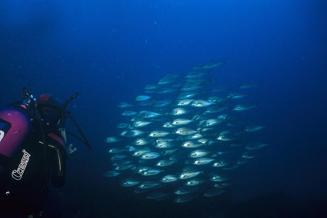 Crete Introductory Scuba Diving Experience - What to Expect from This Half-Day Tour