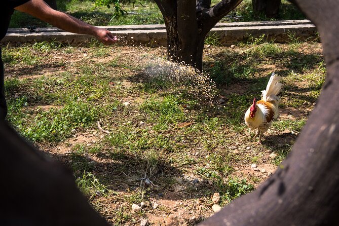 Culinary Agristory in Vathis - Kalymnos - The Food and Drink Experience