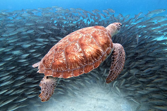 Curacao: Swimming with Sea Turtles and Grote Knip Beach Tour - The Value and Practicalities