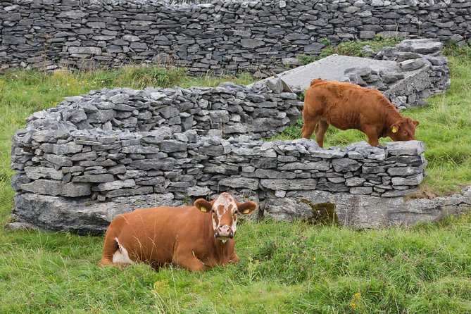 Cycling on Inisheer Island, Aran Islands. Self Guided. Full Day. - Why Choose a Self-Guided Cycling Tour on Inisheer?