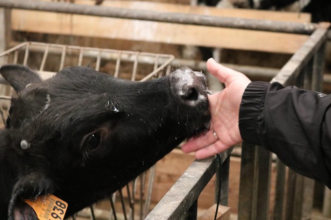 Day at the Farm - A Deep Dive into the "Day at the Farm" Experience