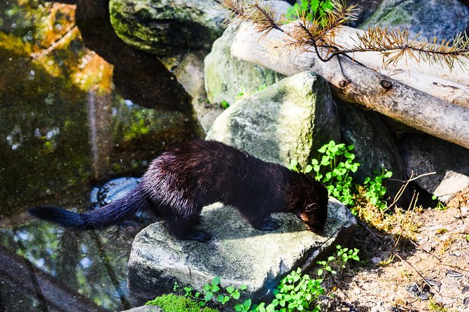 Day Trip to Ranua Arctic Wildlife Park from Rovaniemi - Why Consider the Day Trip to Ranua Arctic Wildlife Park?