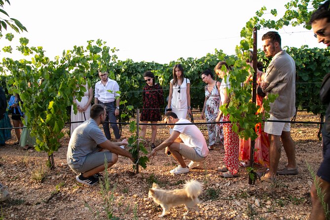Dinner in the vineyard with wine tasting and walk - A Deep Dive Into the Experience