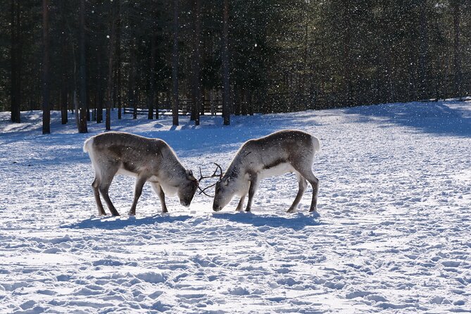 Discover Inari: Reindeer Farm, Siida Museum & Open Fire Lunch - A Closer Look at the Inari Experience