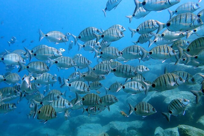 Discover Scuba Diving in Lanzarote (Costa Teguise) - A Detailed Breakdown of the Tour
