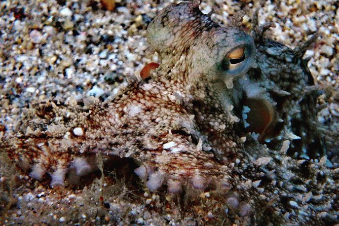 Discover Scuba Diving in Naxos, Greece - An In-Depth Look at the Naxos Discover Scuba Tour