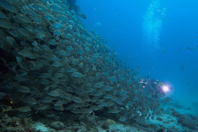 Discover Scuba Diving in Puerto de Mogan - Key Points