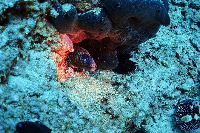 Discover Scuba Diving Private Fun Activity in Athens - Who Should Consider This Tour?